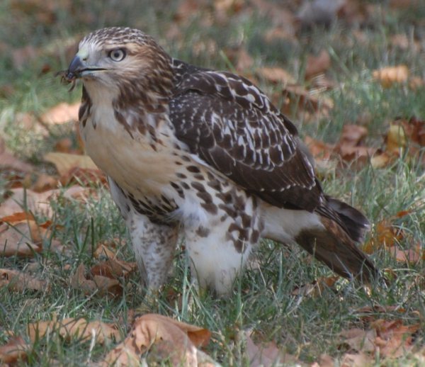 Hawkwatch at the Franklin Institute: Catching up with the eyasses