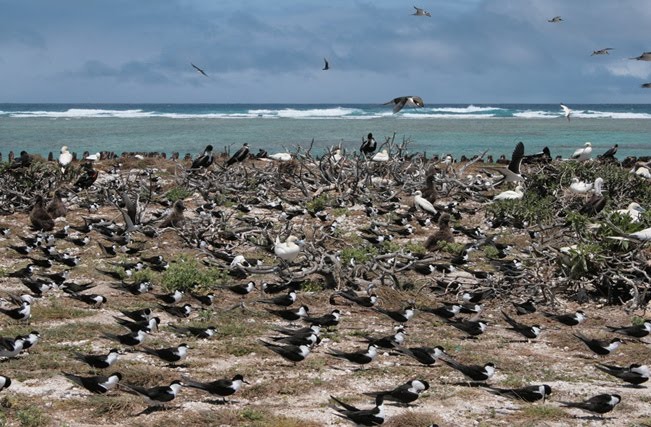 Tern Island Times: April 2010