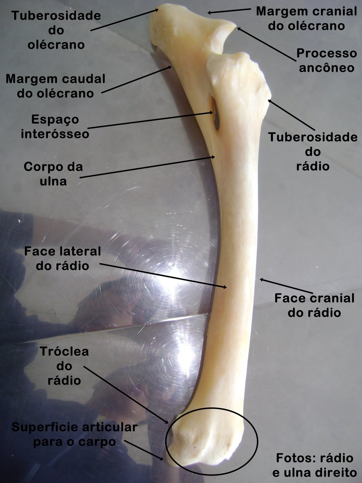 Radio E Ulna Animal - RETOEDU