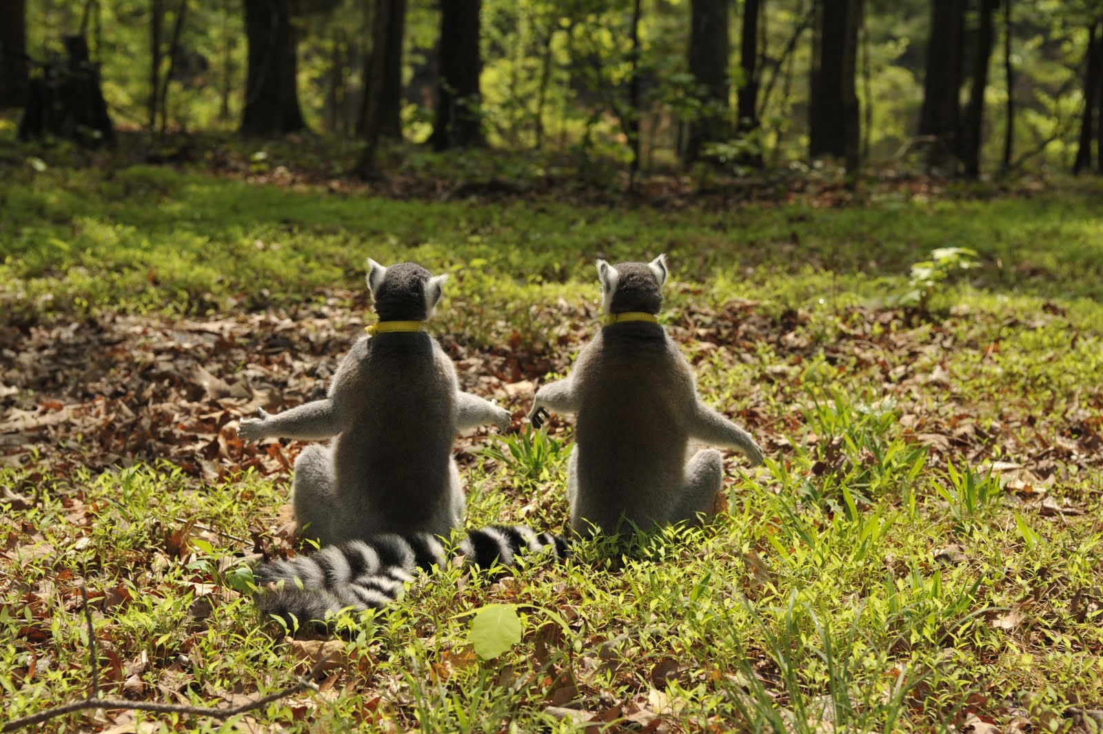 Duke Lemur Center: New Tours at Duke Lemur Center