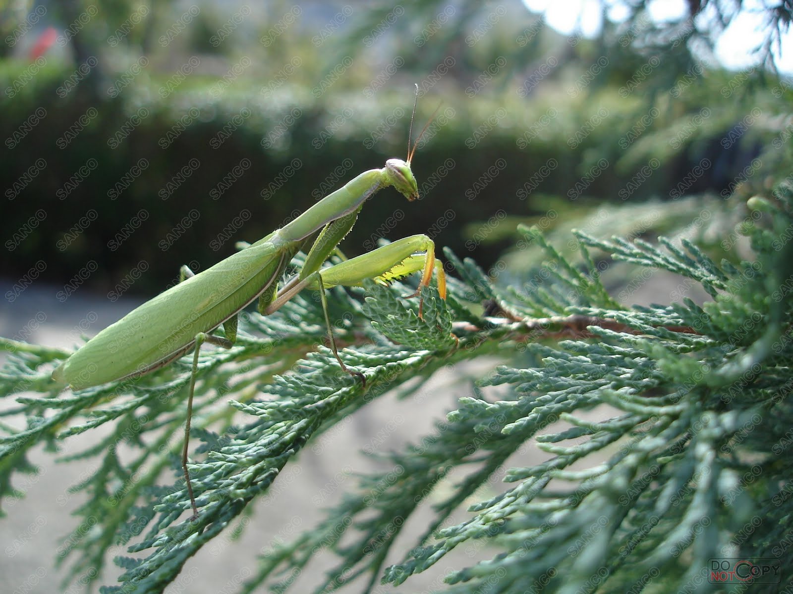 Bitacora del Viento: Mantis Religiosa (Mantis religiosa)