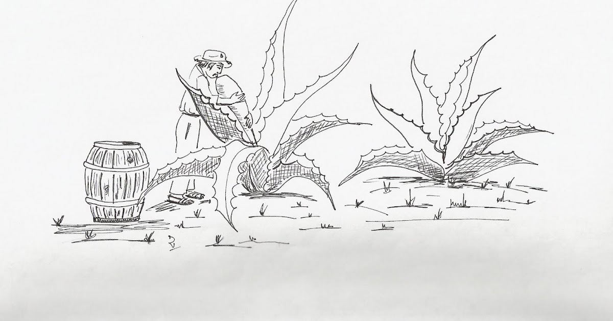 "POR SIEMPRE TOLLANTZINCO": El descubrimiento del pulque