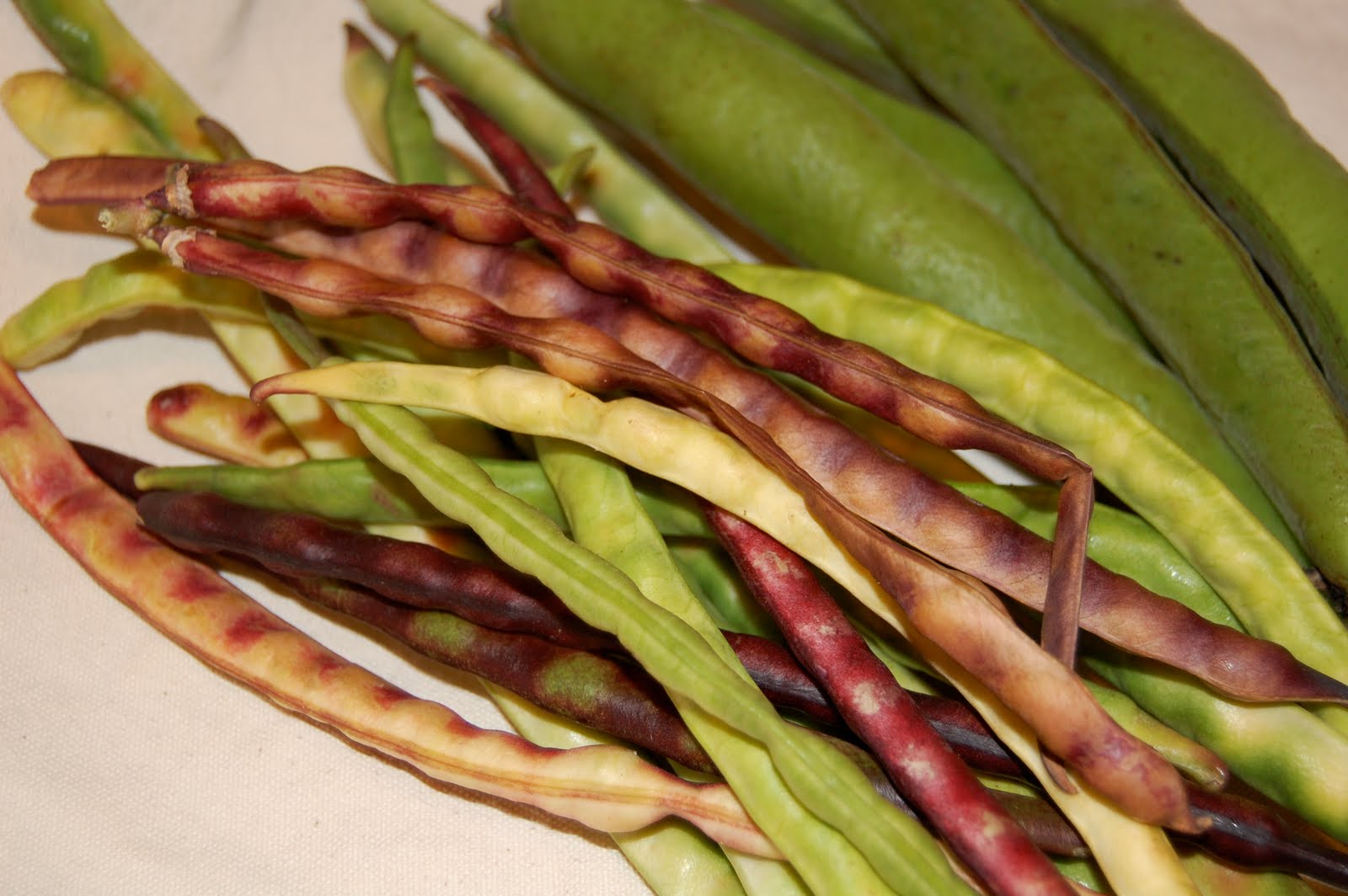 Living Lollie: One bean, two bean, three bean, four!