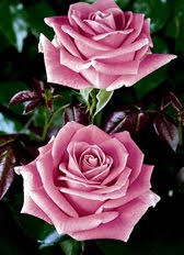 Fuchsia Flower Design Brighton: Which Rose? A guide to the most popular ...