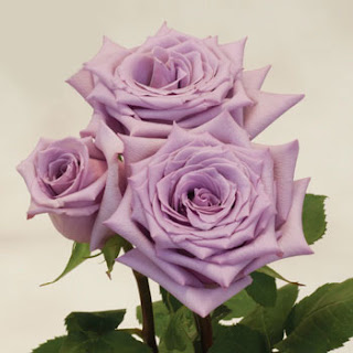 Fuchsia Flower Design Brighton: Which Rose? A guide to the most popular ...