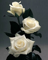 Fuchsia Flower Design Brighton: Which Rose? A guide to the most popular ...