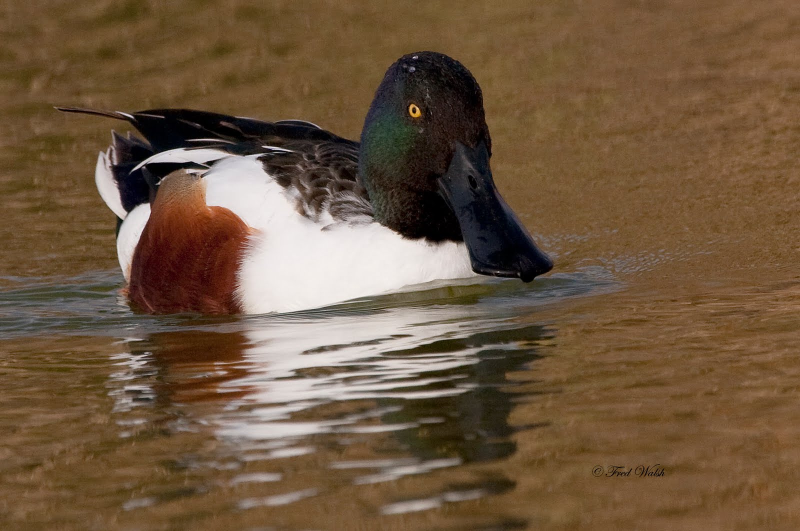 fred walsh photos: Northern Shoveler