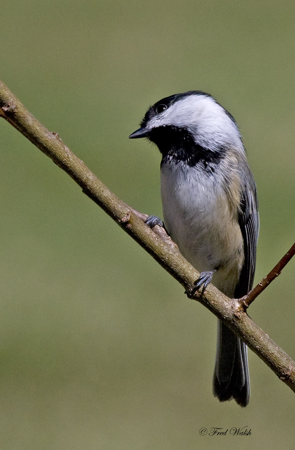fred walsh photos: Black Capped Chickadee