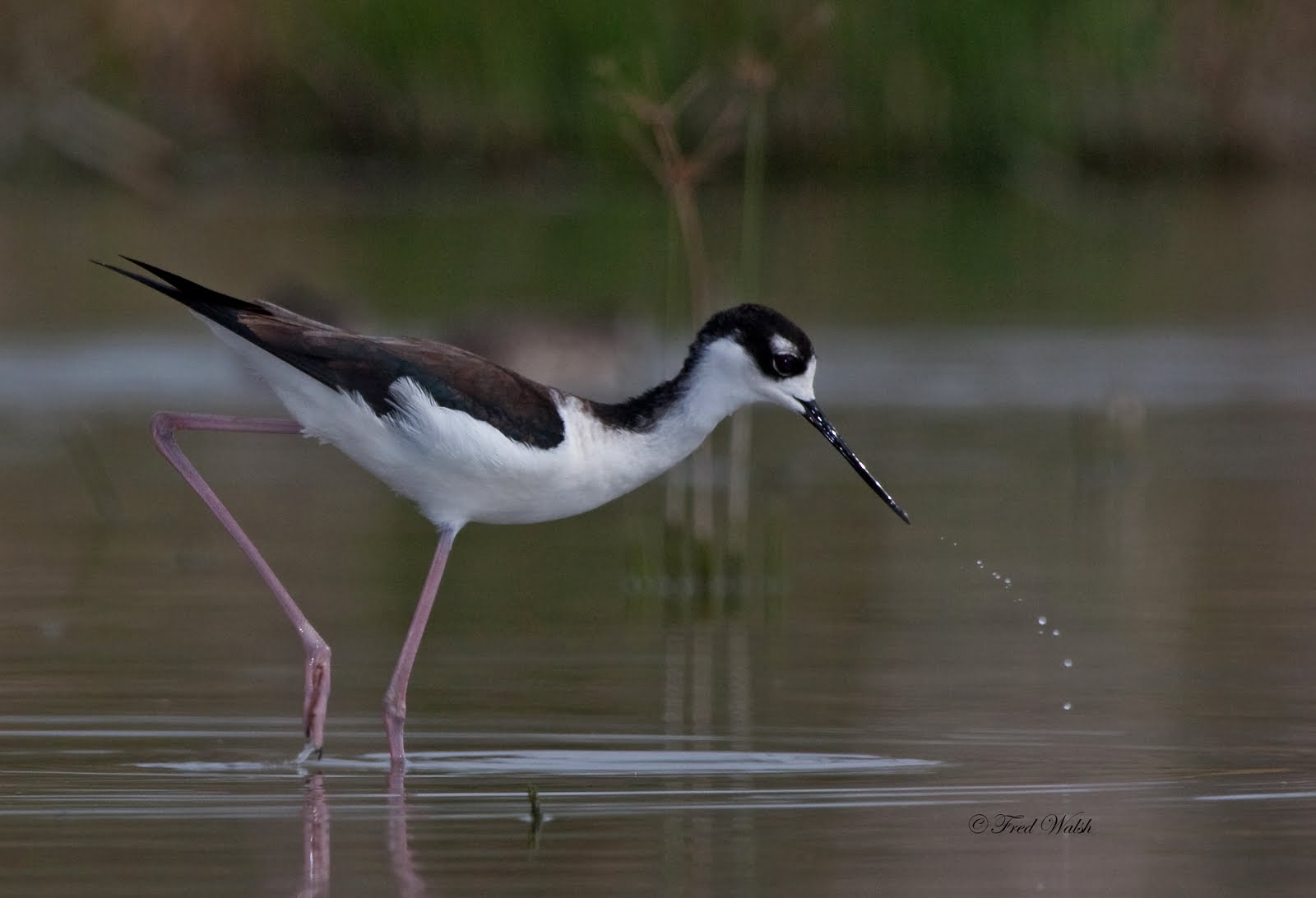 fred walsh photos: Black Necked Stilt
