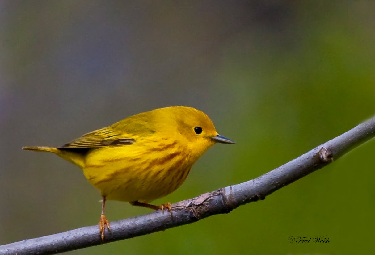 fred walsh photos: Yellow Warbler