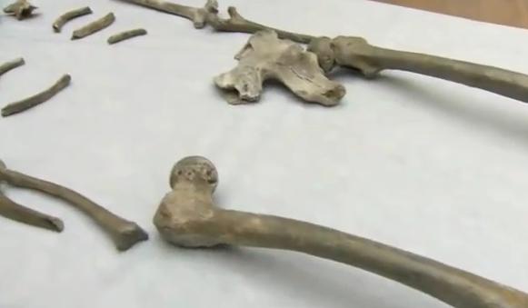 Ancient Digger Archaeology: Anthropologists Debate: Neanderthal and ...