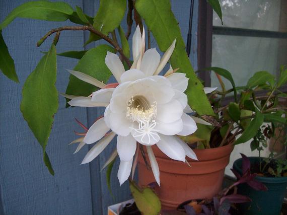 Stitchduchess Crazy & Sane Quilting World: Night Blooming Orchid has ...