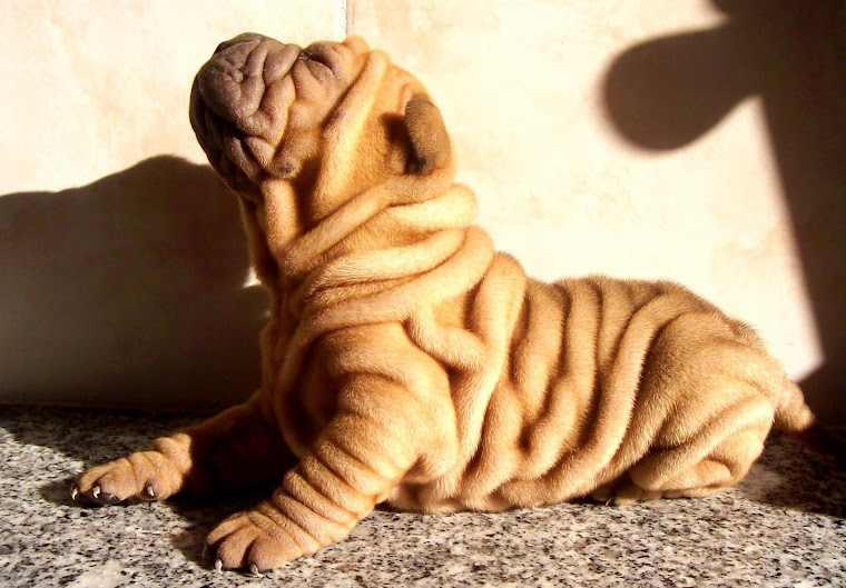 Sharpei