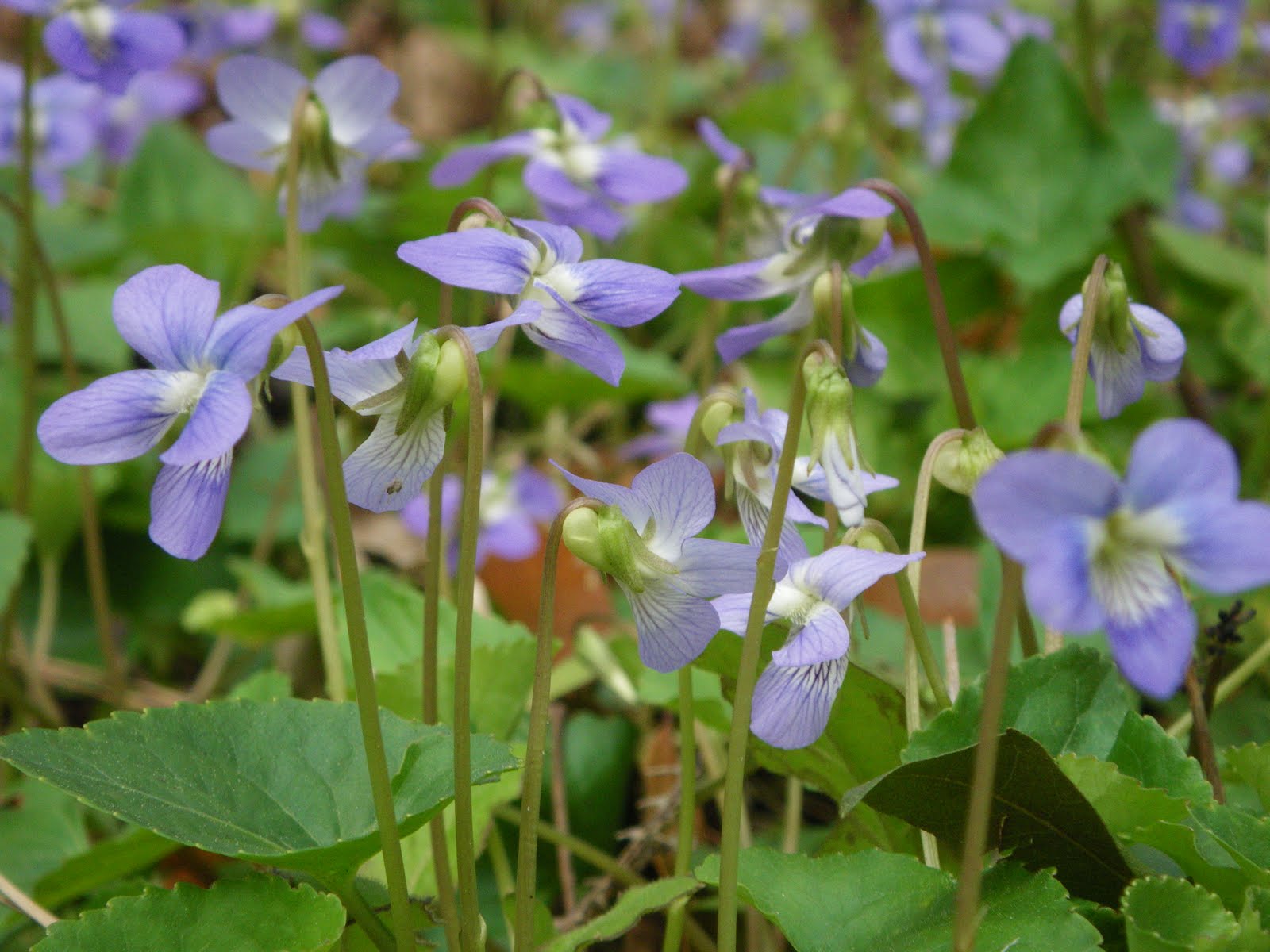Pale green things: Nature's Fecund Blessings