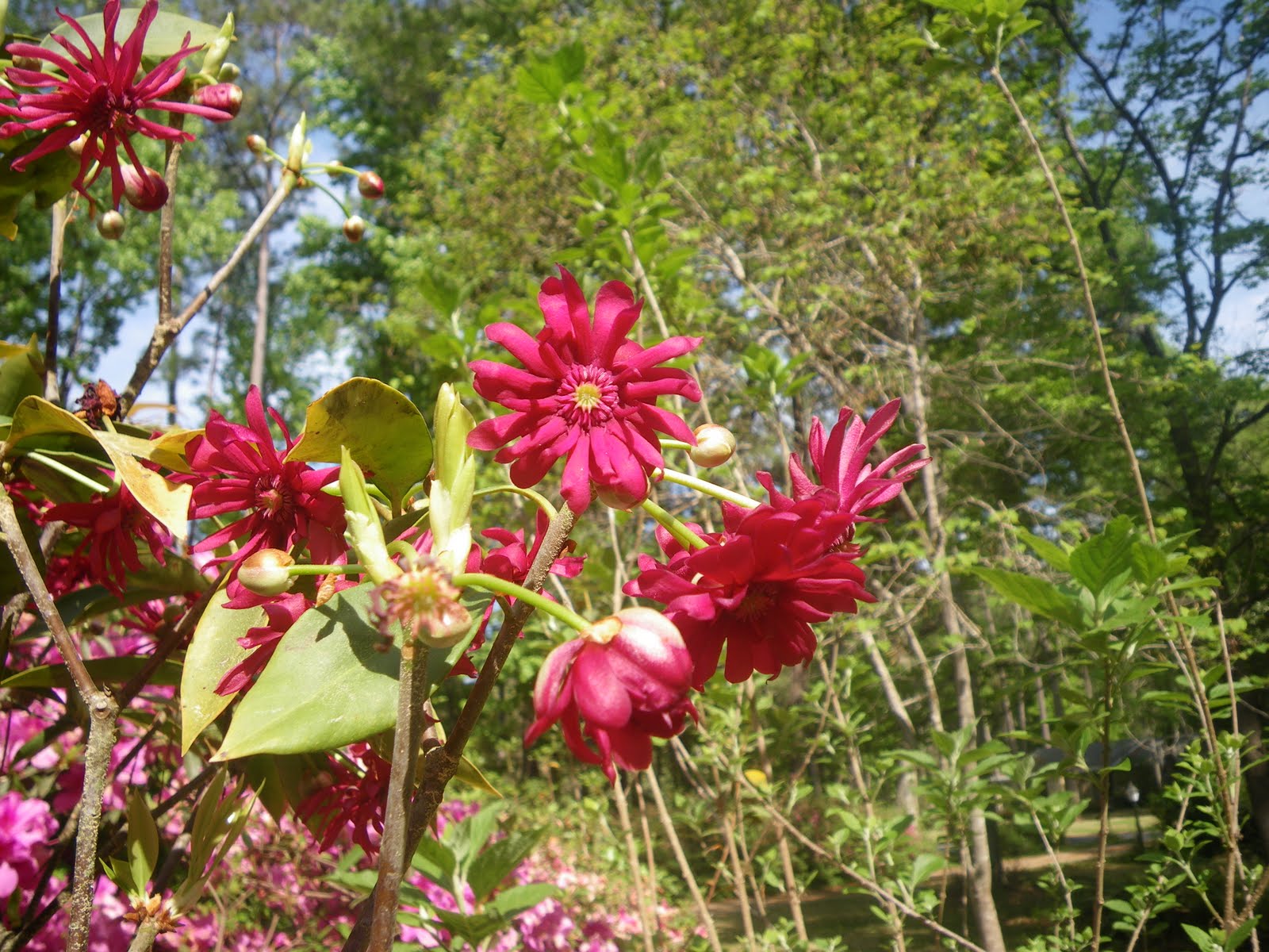 Pale green things: Nature's Fecund Blessings