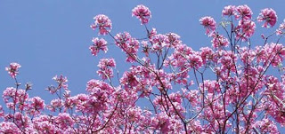 Paraguay: flora nacional