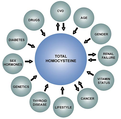 Functional Nutrition: Homocysteine Basics