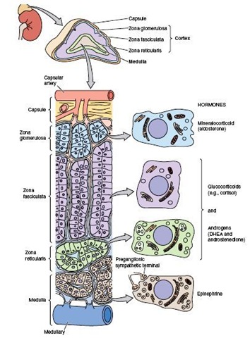 Functional Nutrition: The Adrenals - Introduction