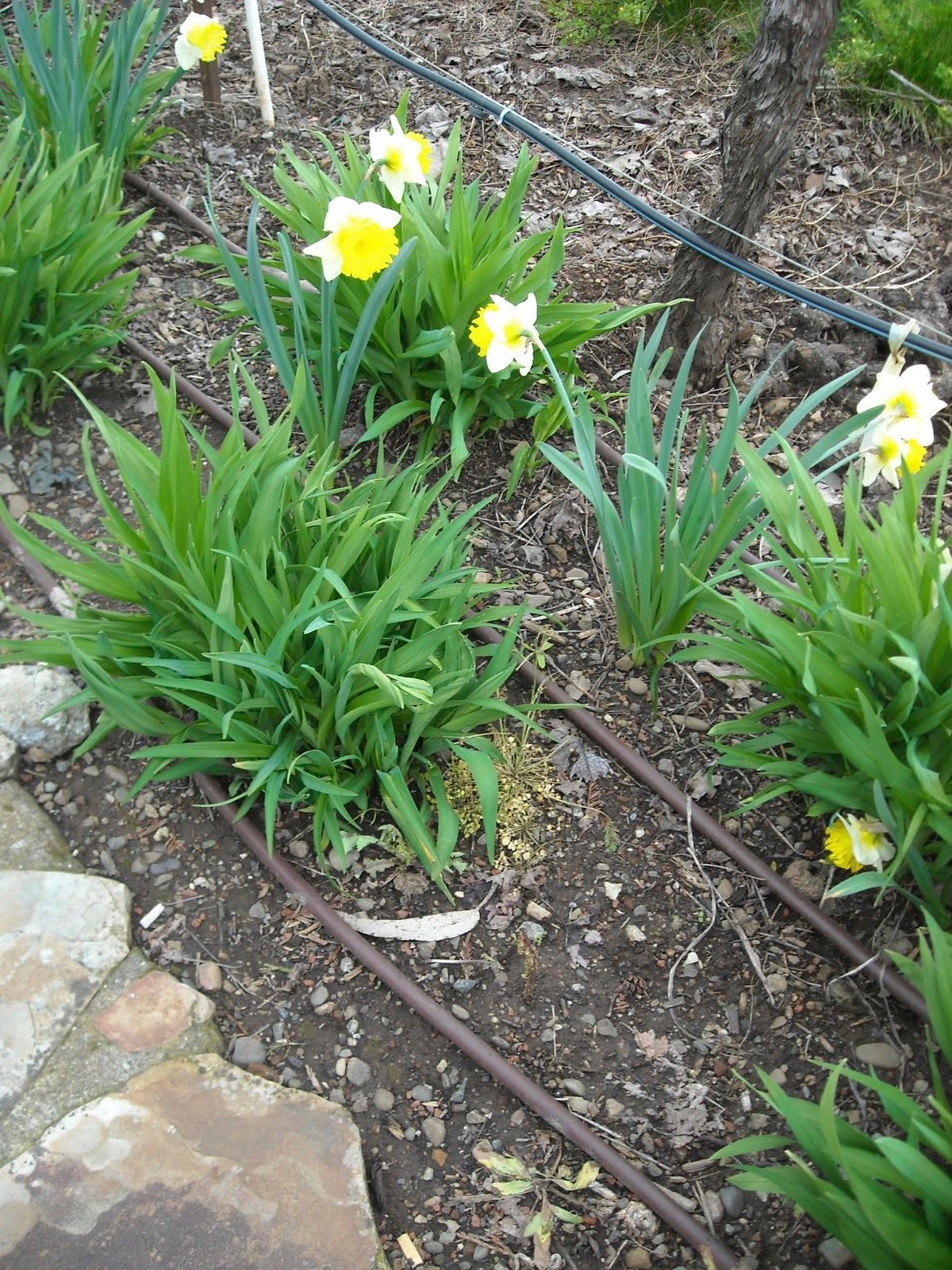 Robert Kourik's Garden Roots: Proper Drip Irrigation Layout