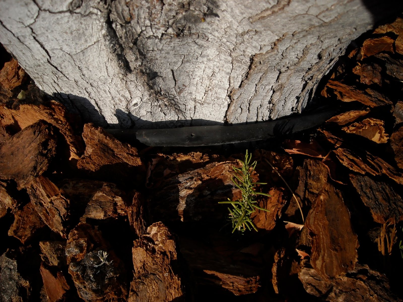 Robert Kourik's Garden Roots: Drip Tubing for Trees