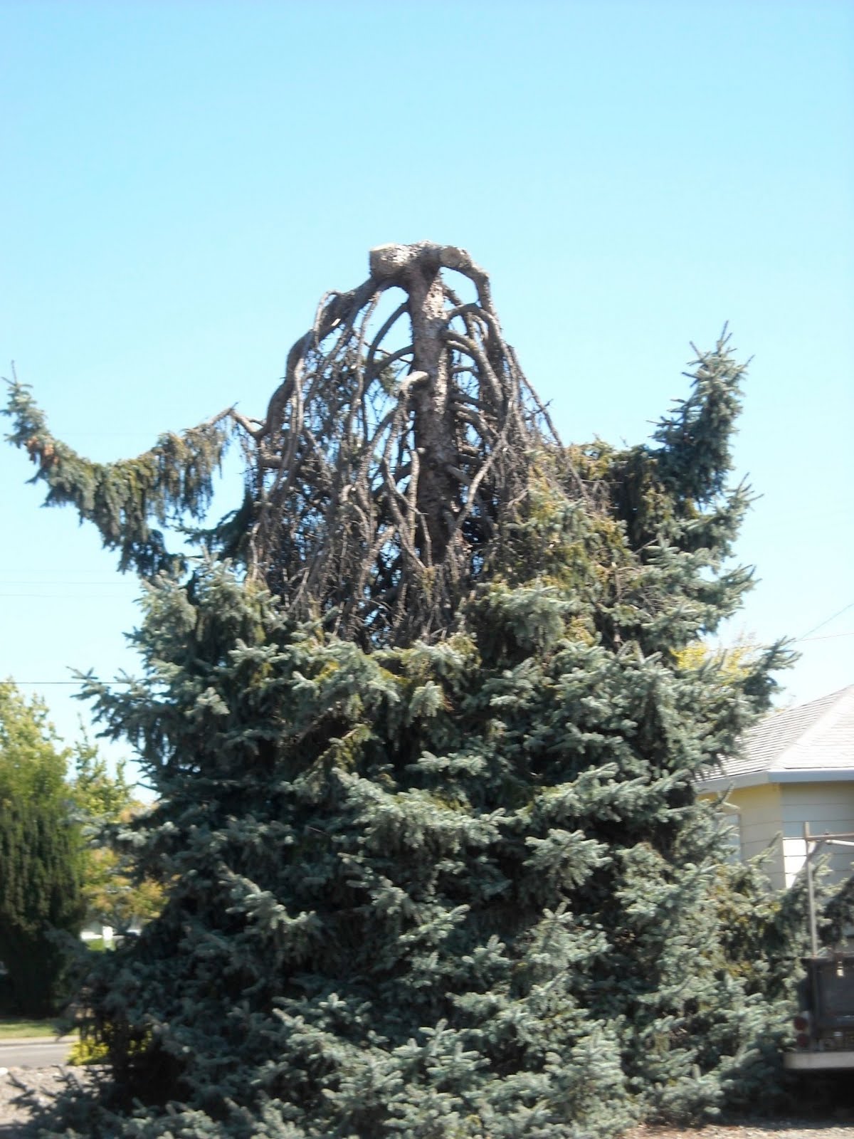 Robert Kourik's Garden Roots: 6/13/10 - 6/20/10