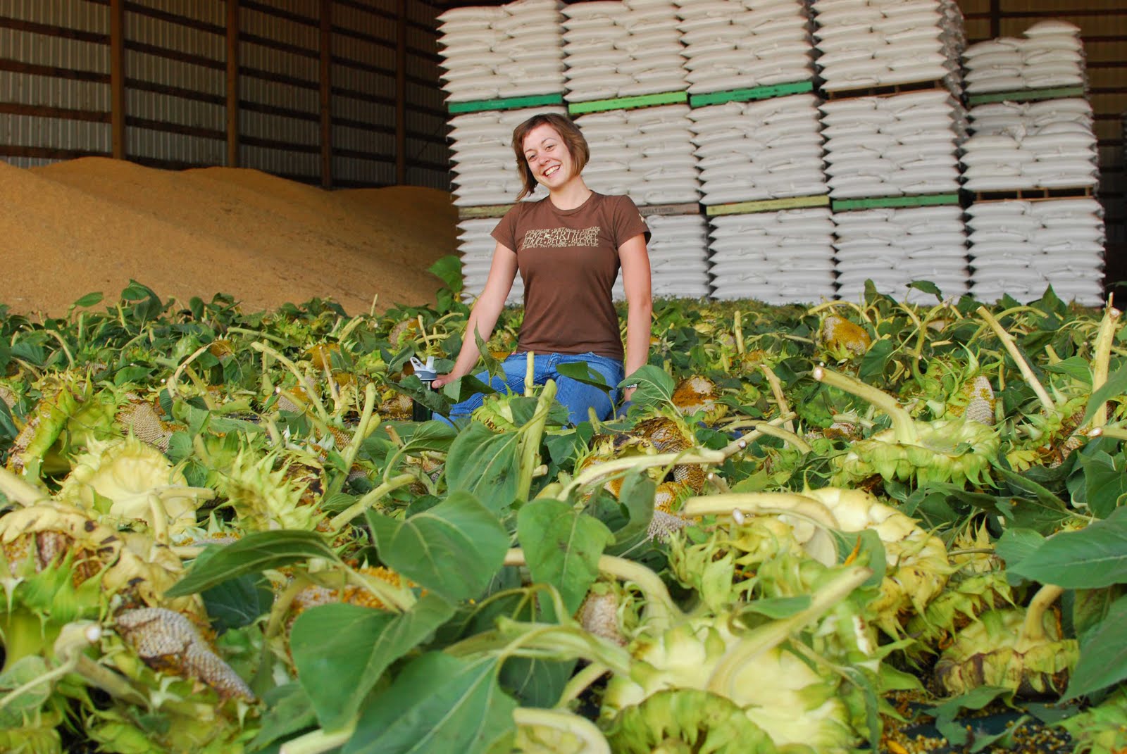 A Conventional Farm Transitions to Organic.: Harvesting sunflowers