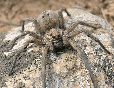 Fauna y Flora de Palazuelo de Vedija: TARANTULA, MIGALA (Lycosa ...
