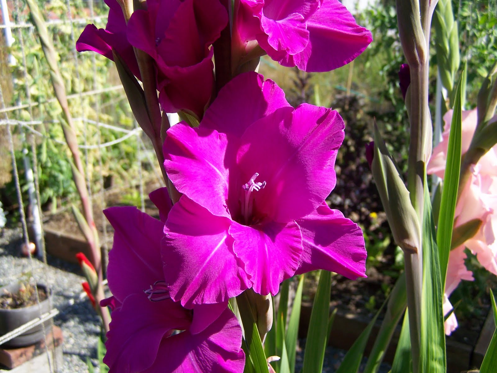KeeWee's Garden: GLORIOUS GLADS