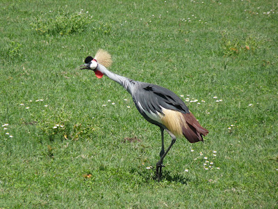 T-E-M-B-E-A Tanzania: Ndege wa ngorongoro crater