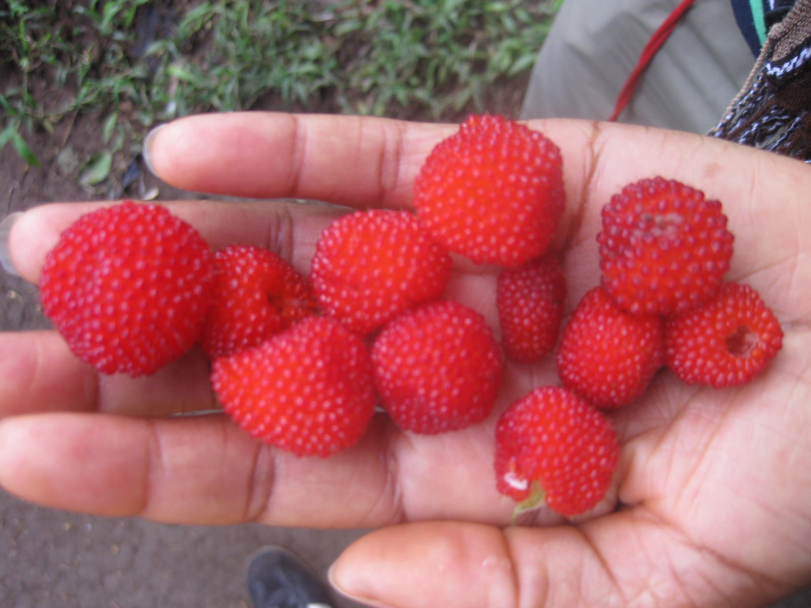 T-E-M-B-E-A Tanzania: Matunda ya porini; Arusha National Park