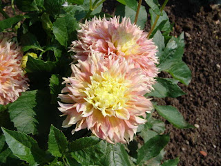 Flores Lindas Mexicanas: 2007-08-05