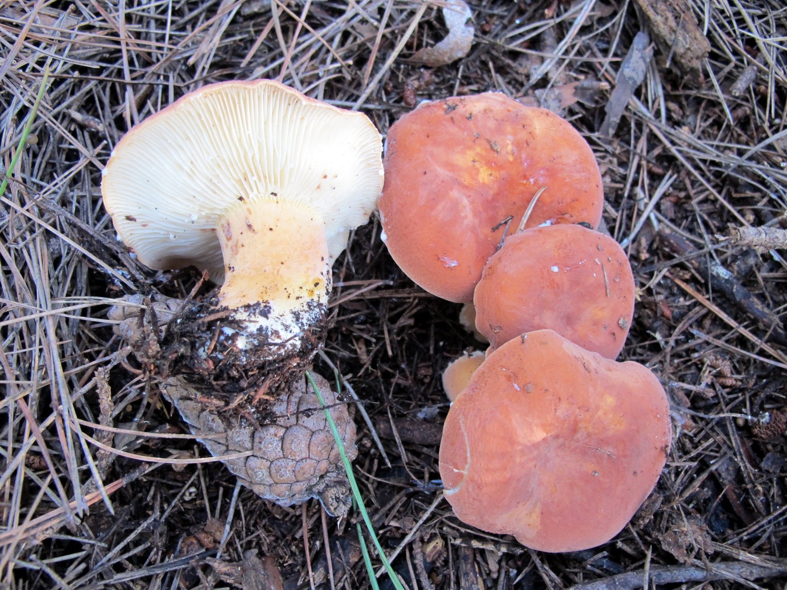 AMICI DEI FUNGHI E DELLA NATURA: ottobre 2010