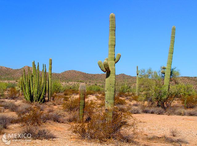 HGCyC: Historia, Genealogía, Ciencias y Curiosidades: El desierto de ...