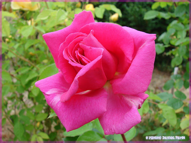 Chez Madeleine: juin 2010