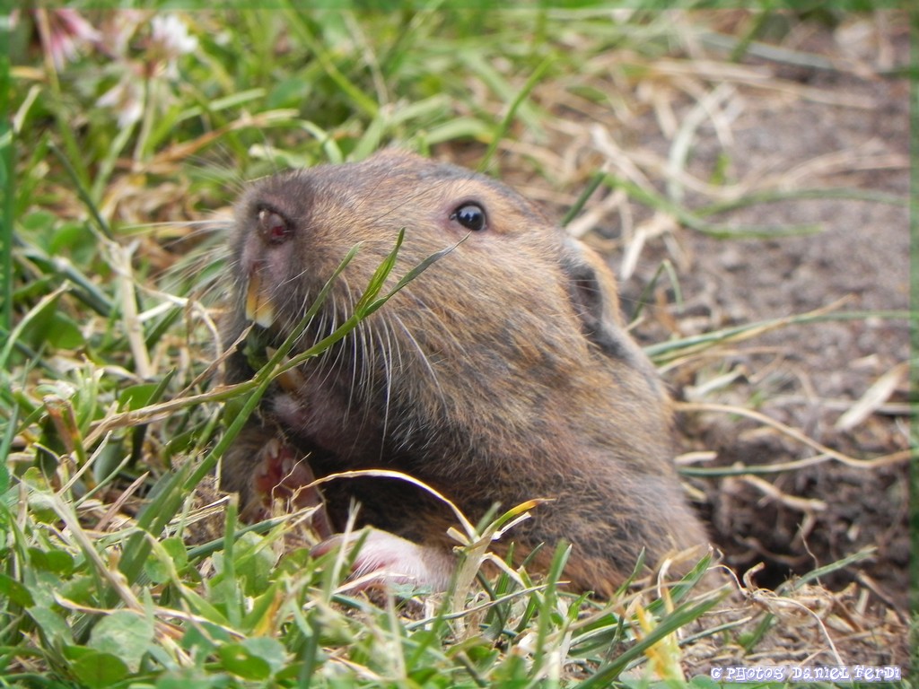 Chez Madeleine: juin 2010