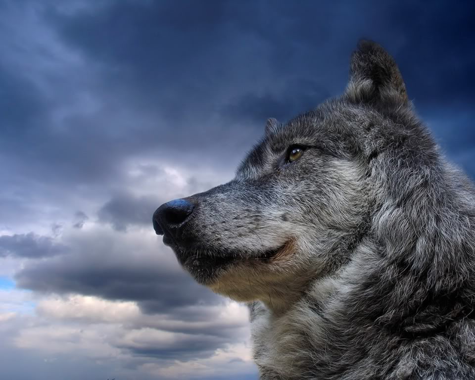 Amaging World: BeautifuL WoLves in the wild