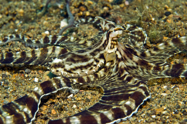Amazing Mimic Octopus | Amazing Creatures