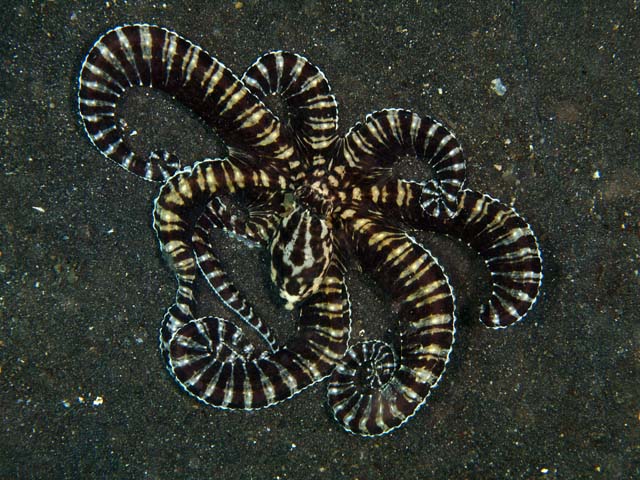 Amazing Mimic Octopus | Amazing Creatures
