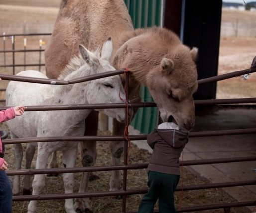 Funny Kid and Animal Pictures (part 1) | Amazing Creatures