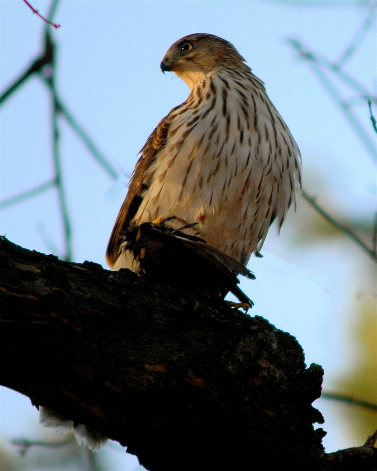 Seeing Washington: Hawk