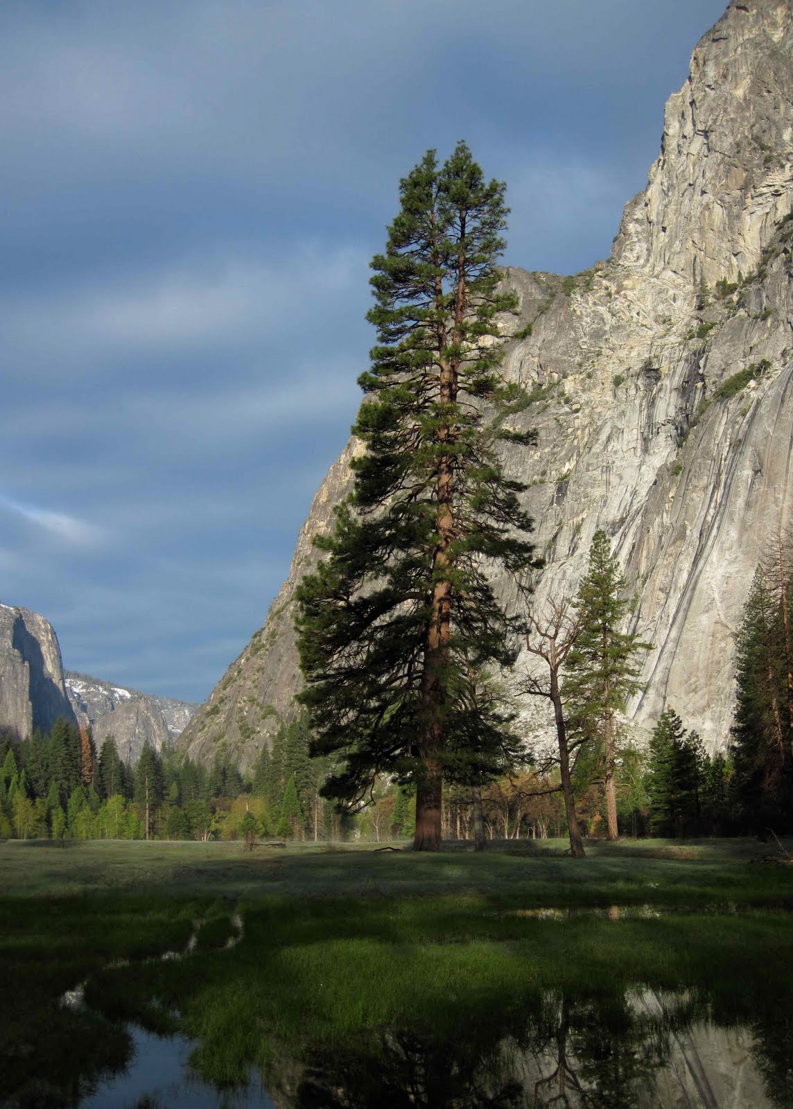 Tree in the Door's Fauna and Flora: Two Top Pine