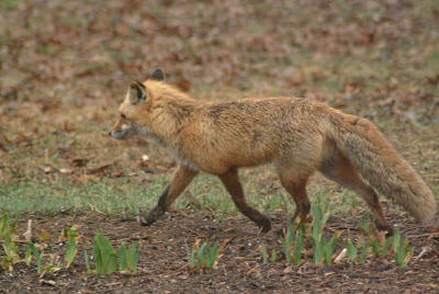 Colvin Run Habitat: Red-Tailed Fox Returns Again This Morning