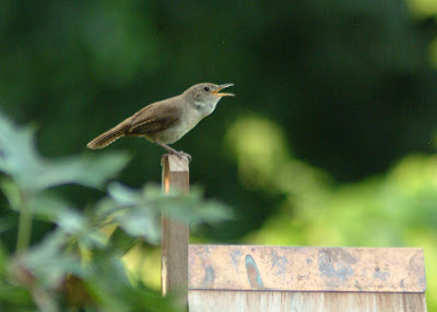 Colvin Run Habitat: House Wren Eggs Hatch