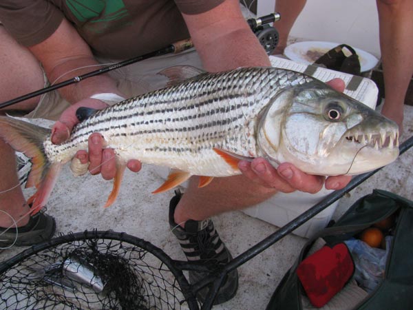 Karisia Walking Safari Blog: Flyfishing For Zambezi Tigerfish: Zimbabwe ...