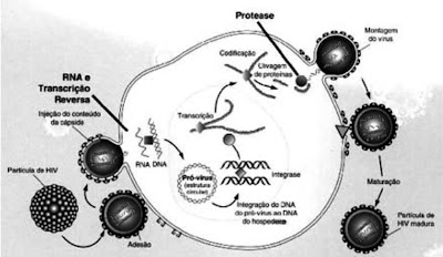 Biologia-Soraia: SIDA/HIV