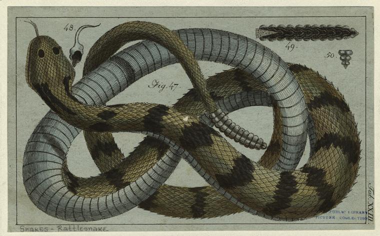 ITSBOSSY: the sacred serpent.