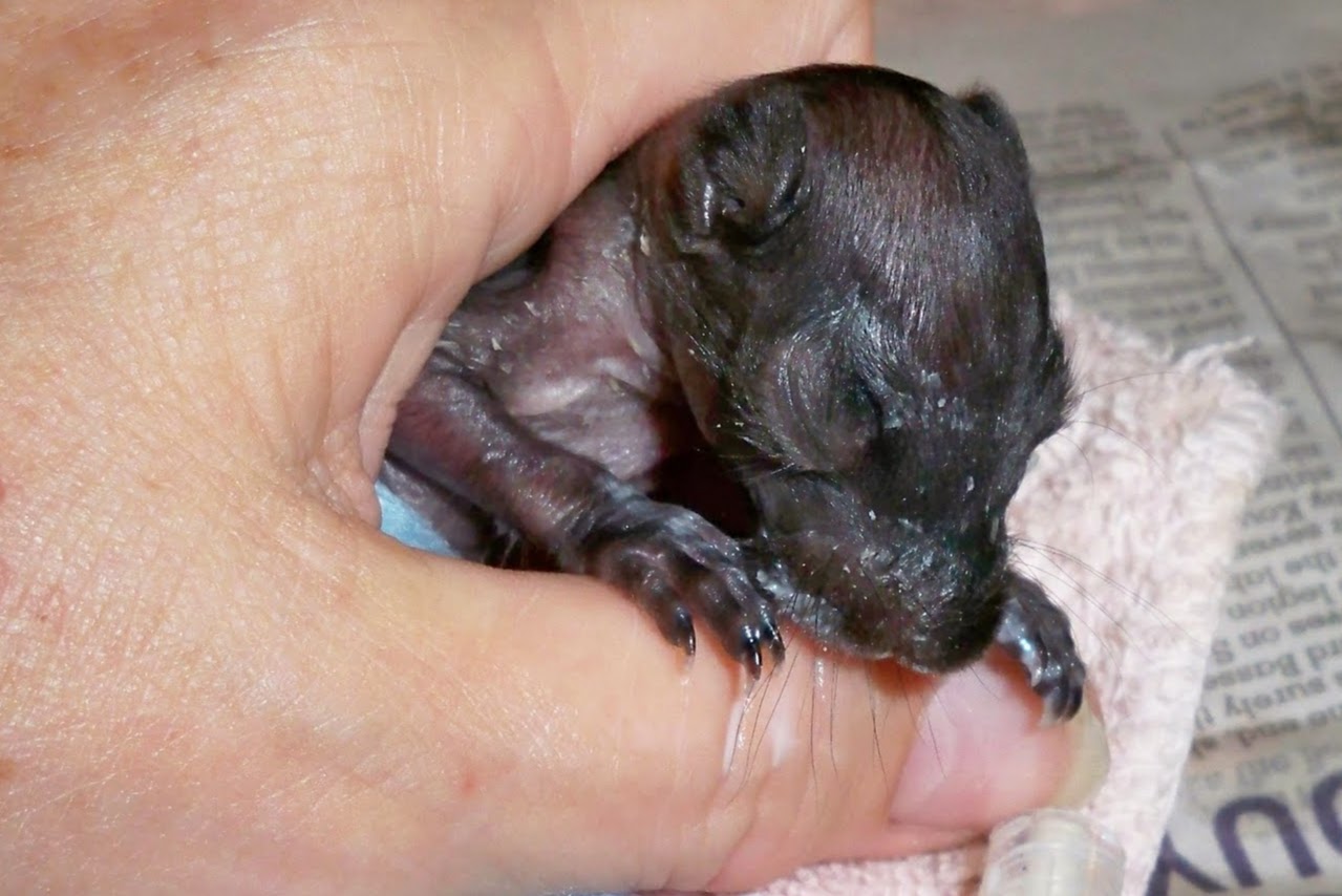 Baby Squirrel Oscar: Growth Spurts for Baby Squirrel, Oscar