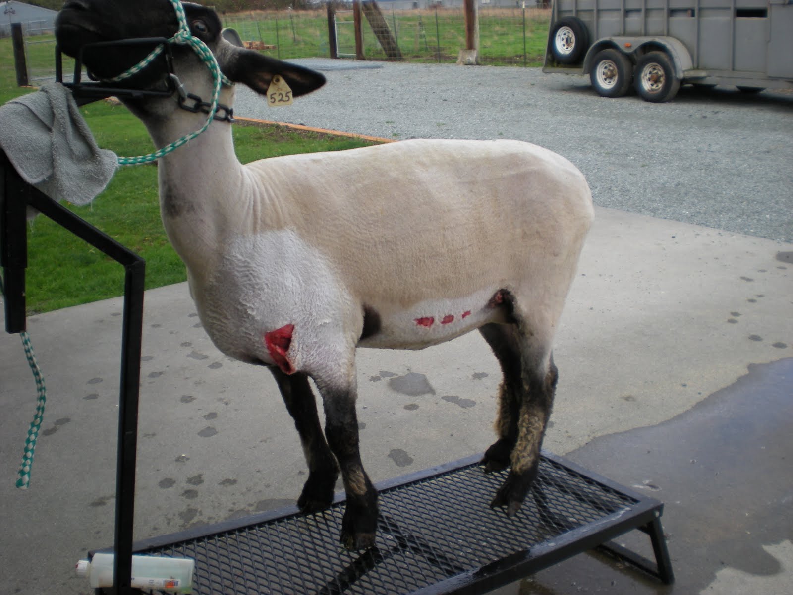 JRCLMP: Sheep surgery