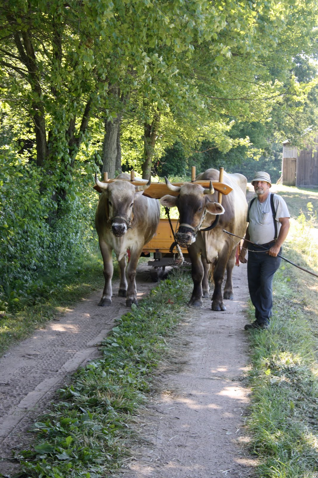Oxen Hill Farm CSA: Working the oxen on the farm