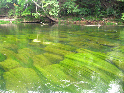 Southeastern Fly: Elk River TN Fly Fishing